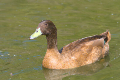 How To Care For Ducks - Backyard Poultry